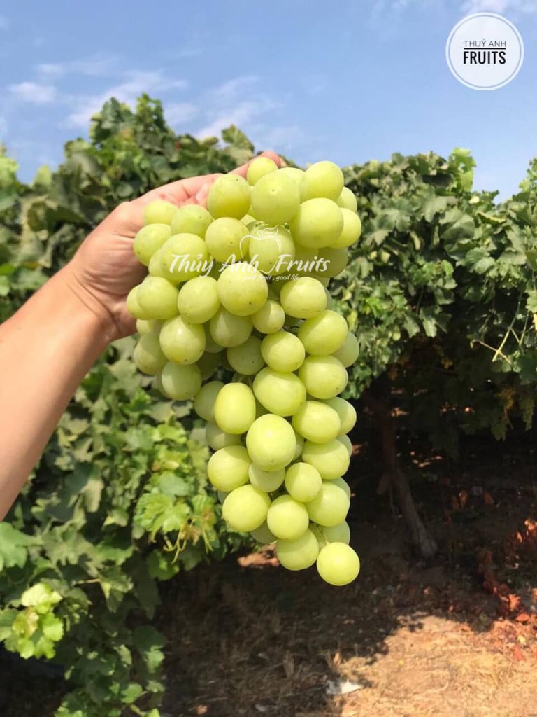 Nho xanh Mỹ Tươi Ngon Nhất - Hoa Quả Nhập Khẩu Thủy Anh